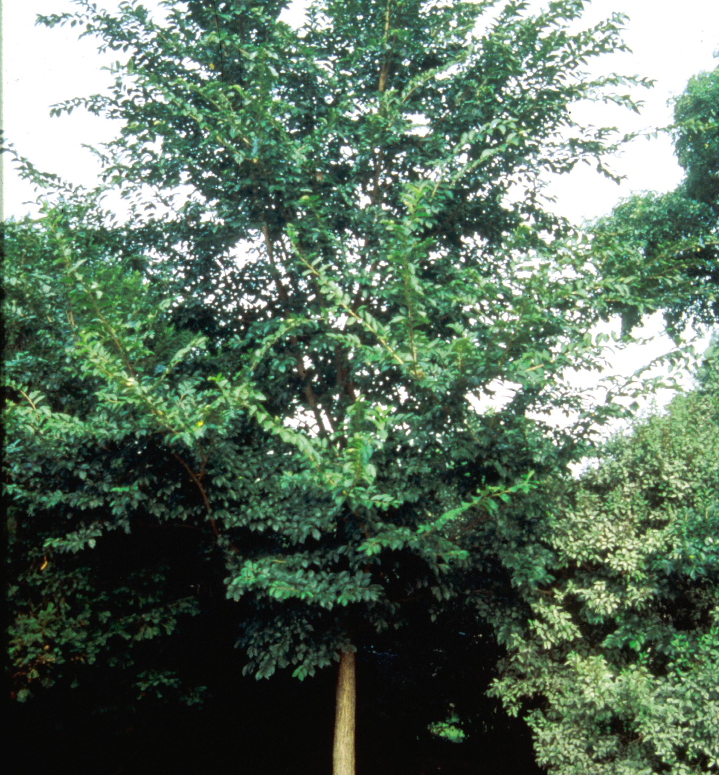 Morton Triumph Elm | Natorp's Online Plant Store Morton Triumph Elm | Natorp's Online Plant Store